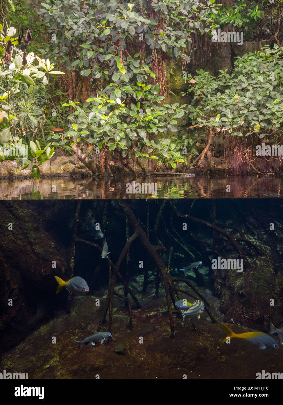 Big tank with tropical fishes and trees in Aquarium in Zoological park ...