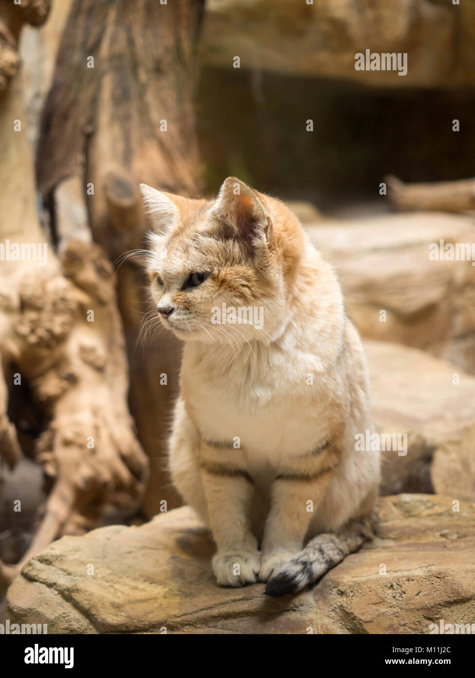 Wild cat stand on the rock inside the cave in Zoological garden, Berlin ...