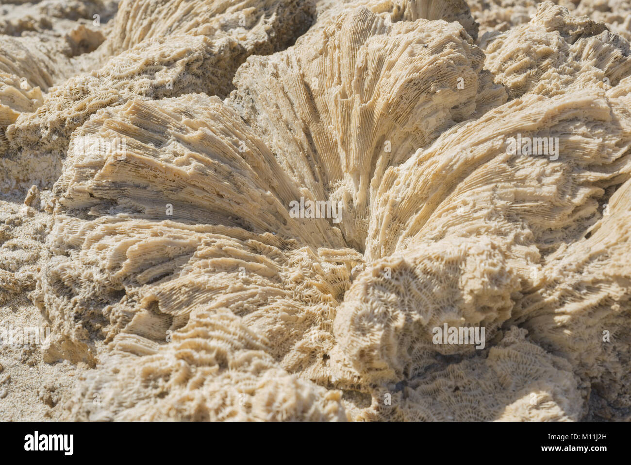 Coral fossil texture background Stock Photo - Alamy