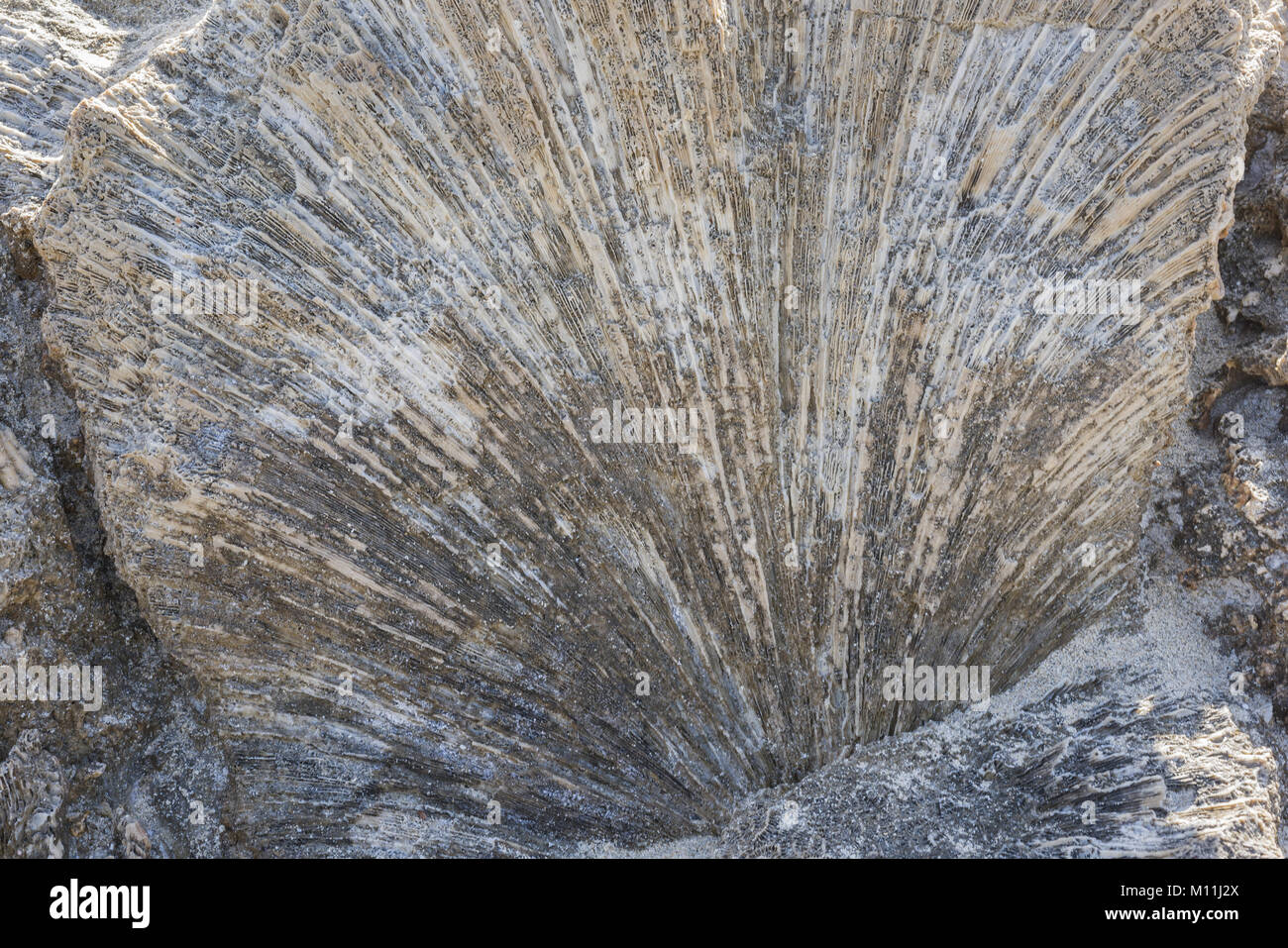 Coral fossil texture background Stock Photo - Alamy