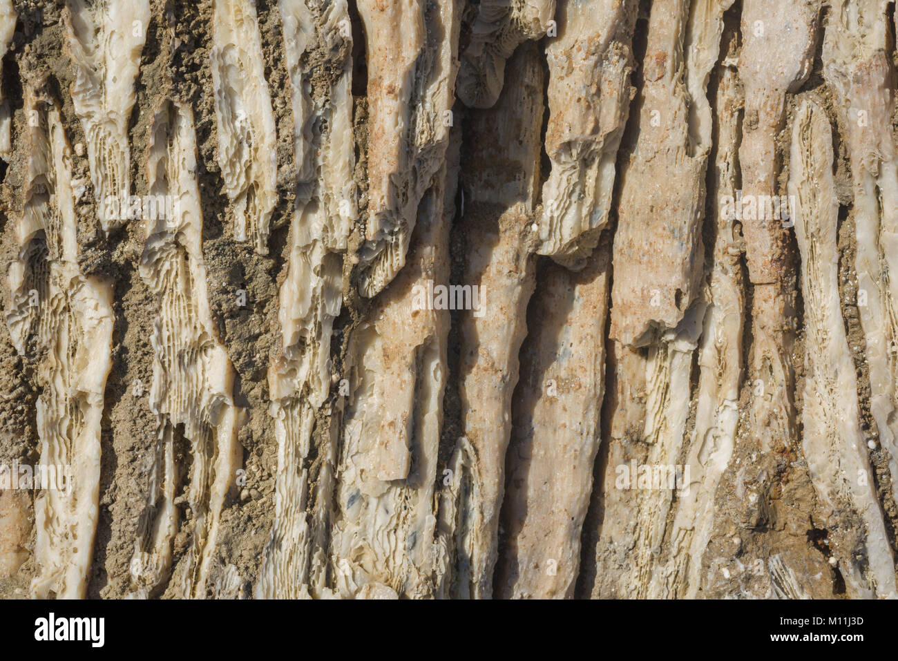 Coral fossil texture background Stock Photo - Alamy