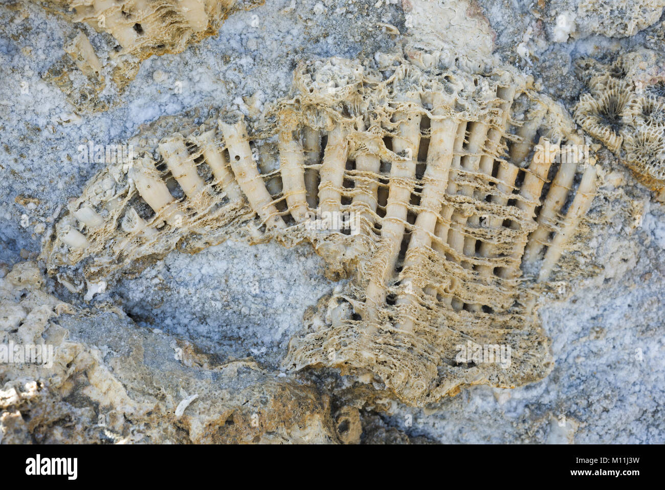Coral fossil texture background Stock Photo - Alamy