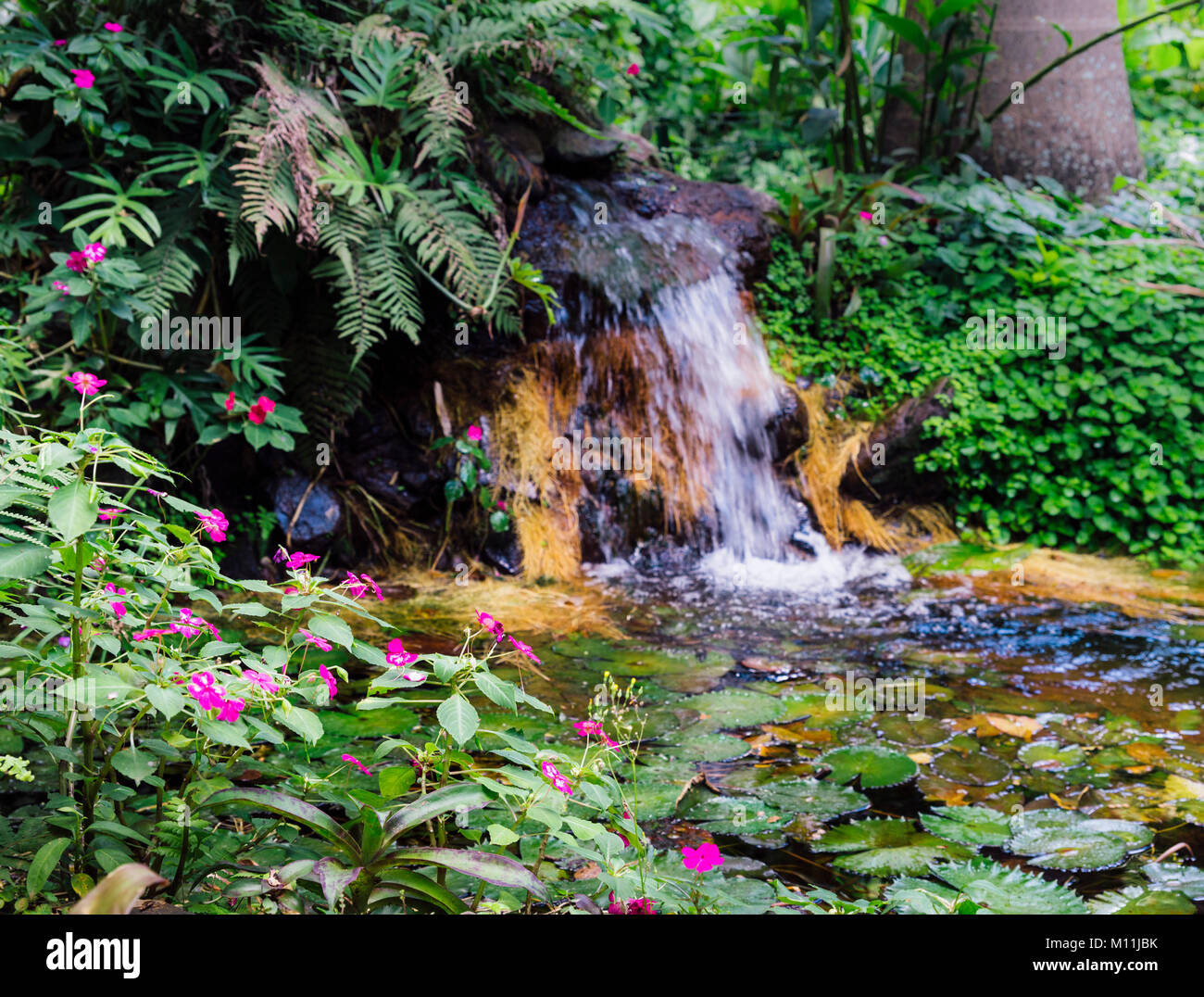 Brazilian water lily hi-res stock photography and images - Alamy