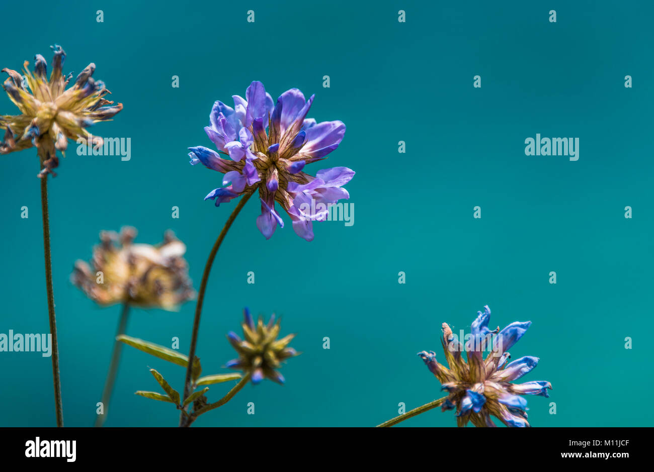 Velvet flower hi-res stock photography and images - Alamy