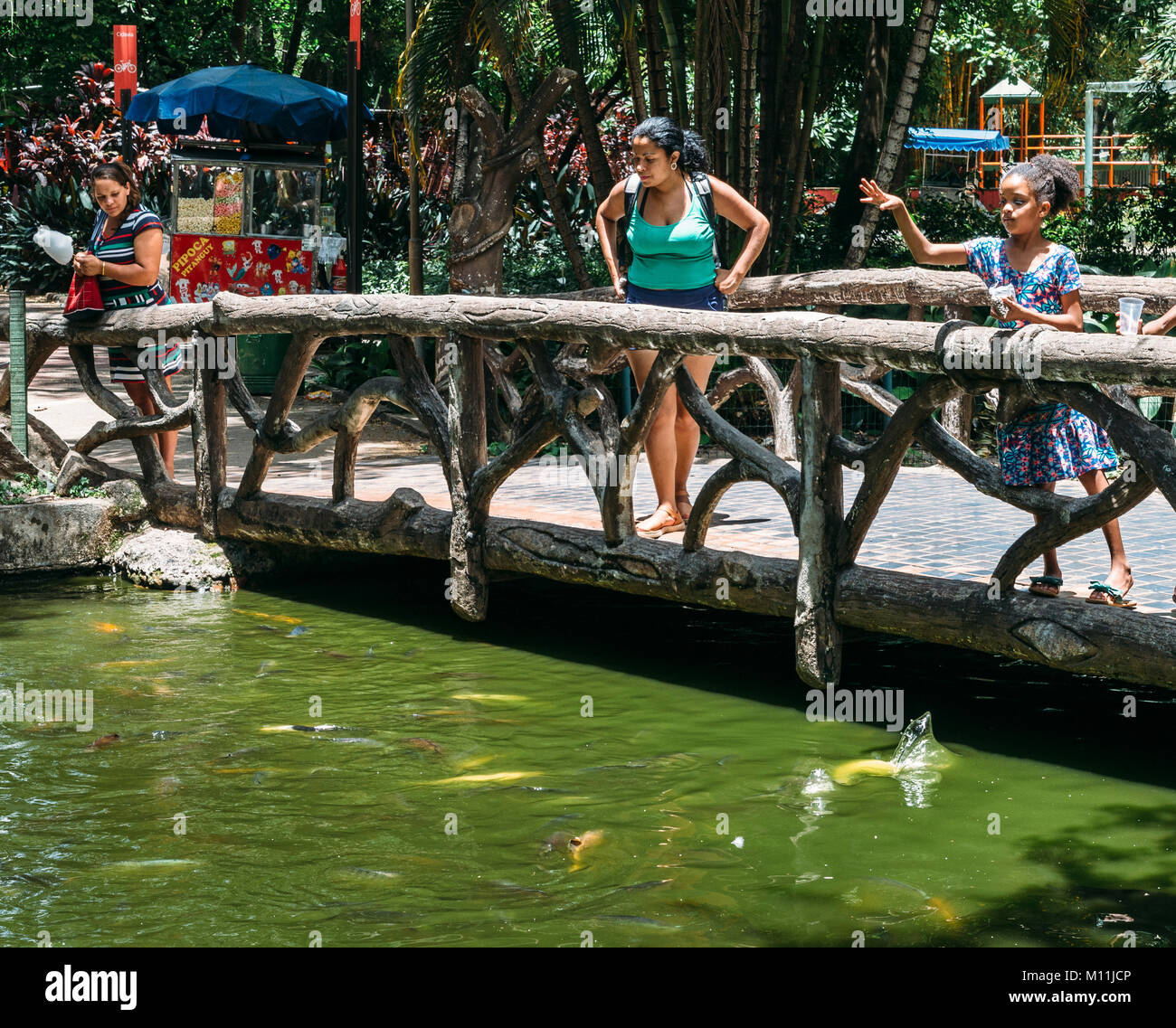 Afro Brazilian young girl feeds the tropical fish on the pond at Stock ...