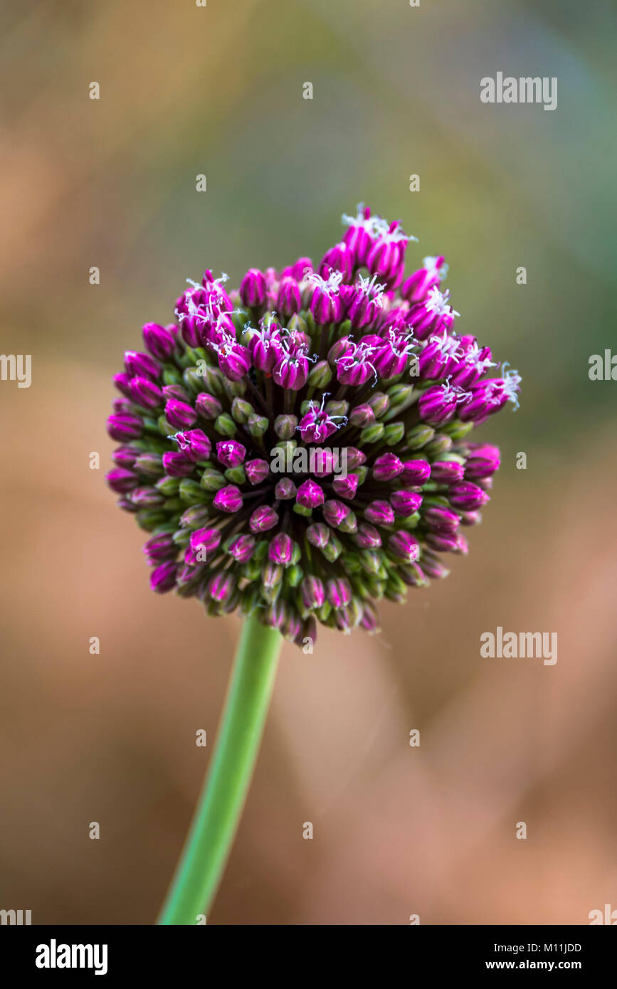 Close up image of Allium Sativum or ‘cultivated garlic’ Stock Photo - Alamy