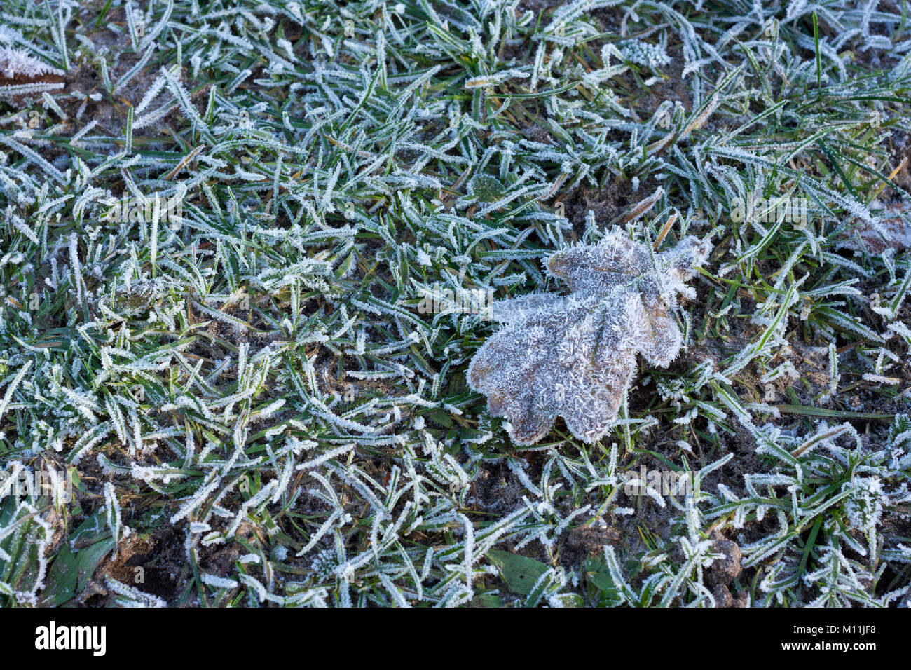 Frost covered leaf hi-res stock photography and images - Alamy