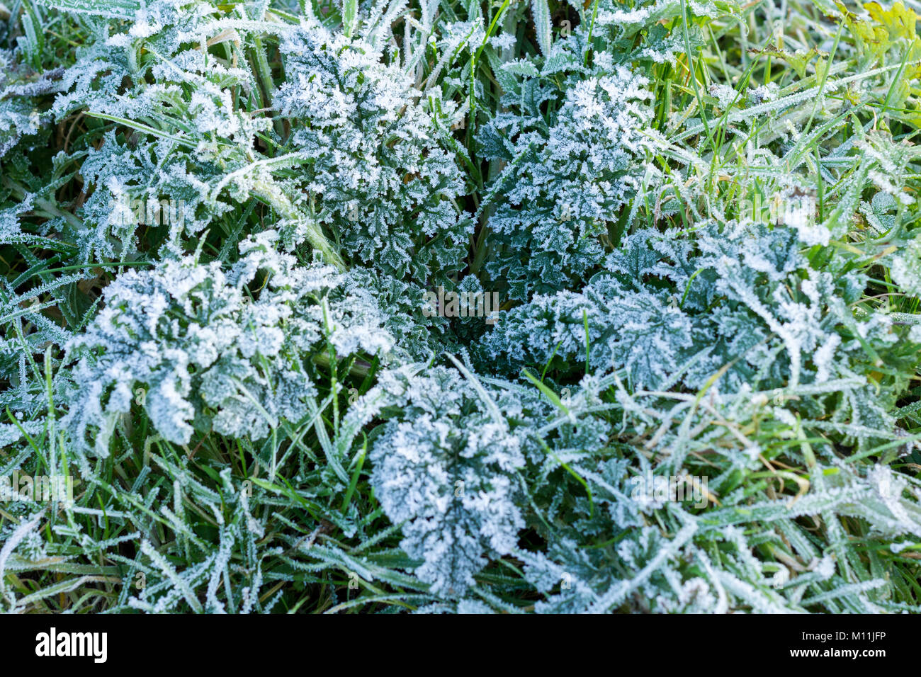 Frost covered grass hi-res stock photography and images - Alamy