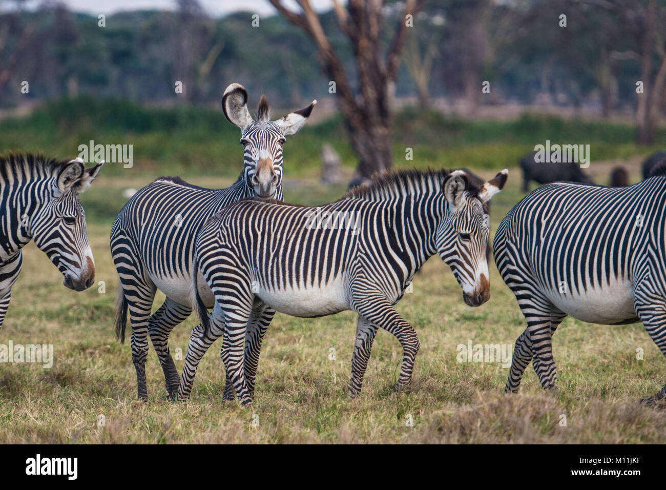 Wildlife of Kenya Stock Photo - Alamy