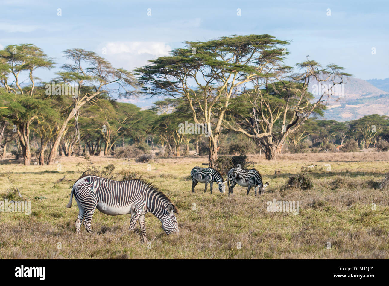 Wildlife of Kenya Stock Photo - Alamy