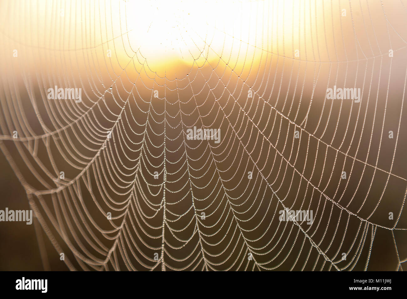 Spider webs against the background of the sun and field grass. Spider ...