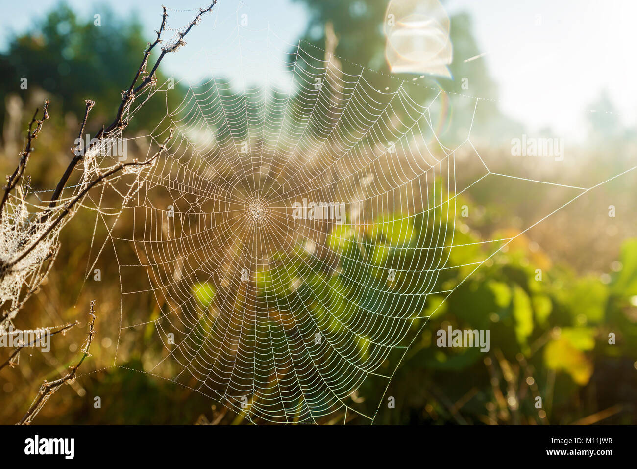 Spider web on the background of the sun and field grass, close-up ...