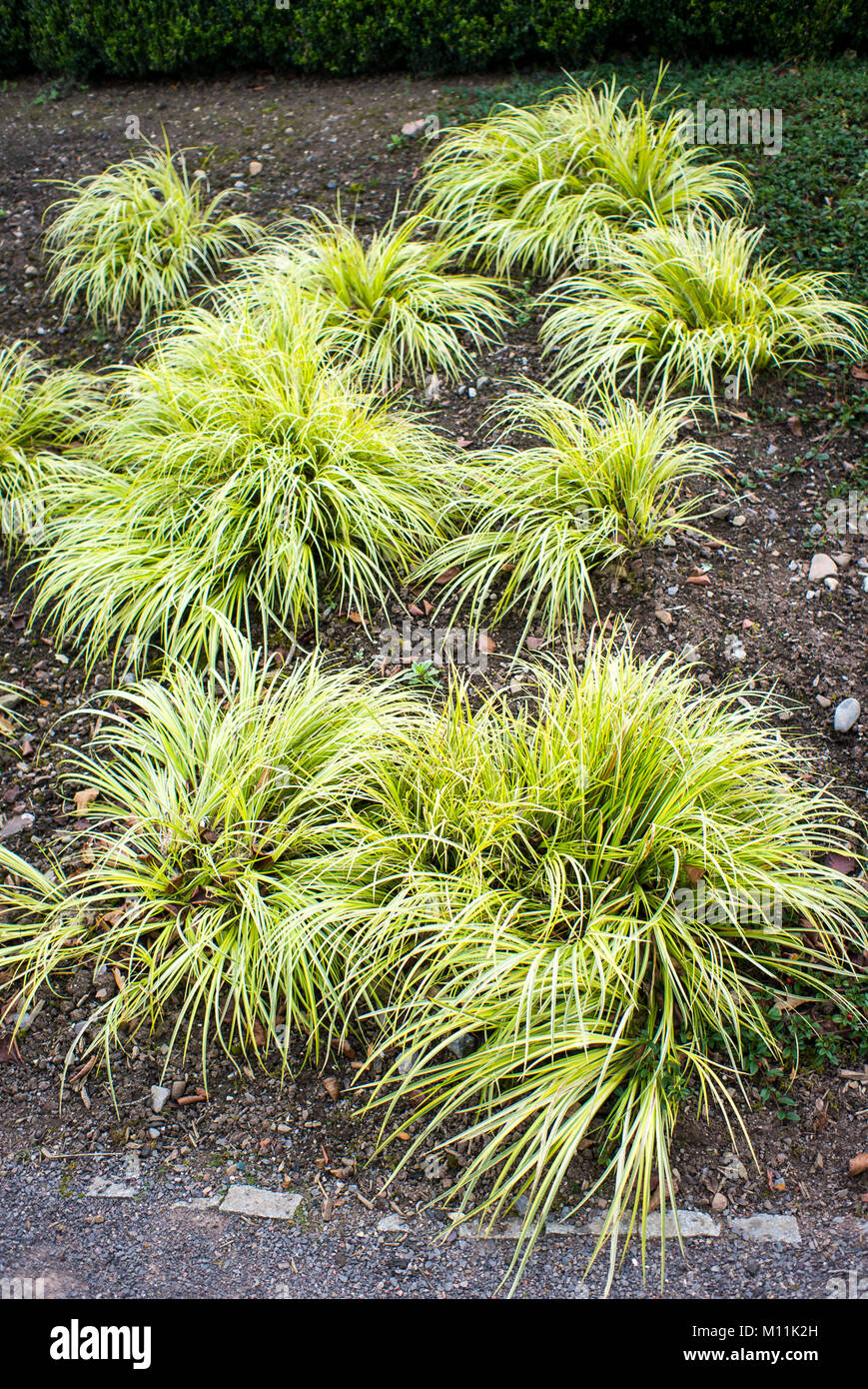 Ornamental Grasses Identification
