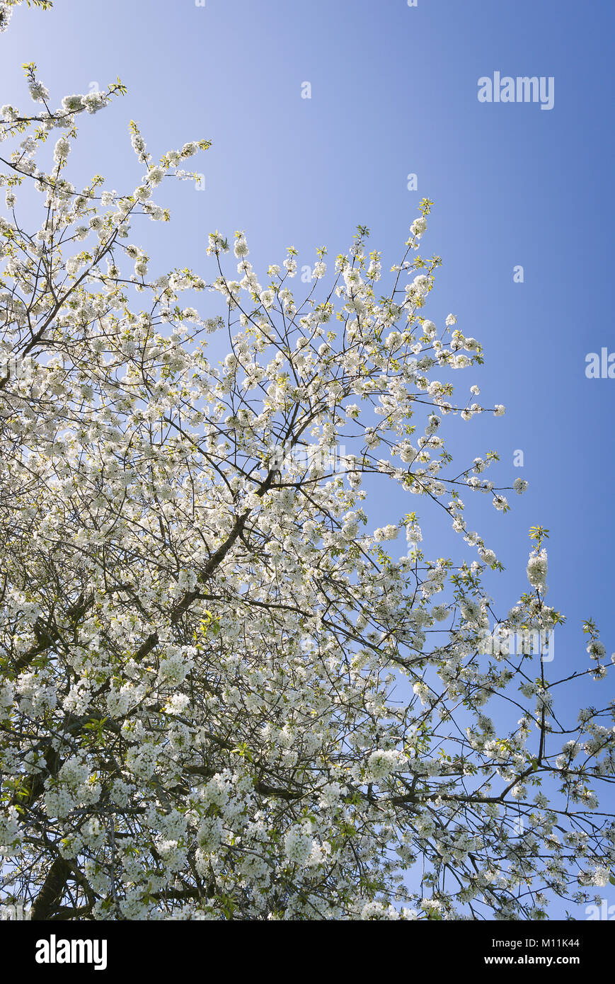 White flowering cherry blossom tree hi-res stock photography and images ...