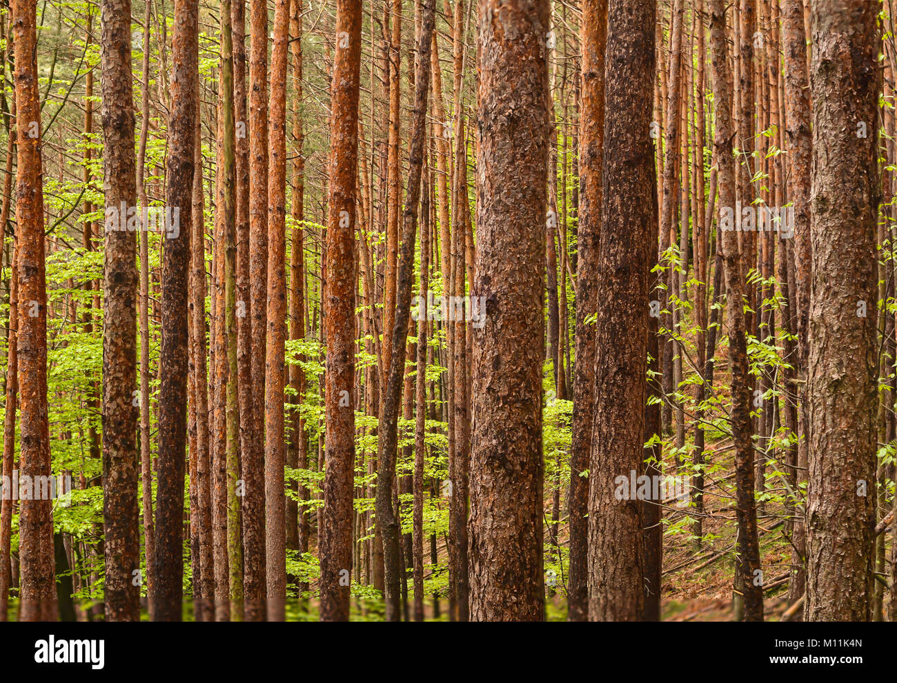 Dense woodland background hi-res stock photography and images - Alamy