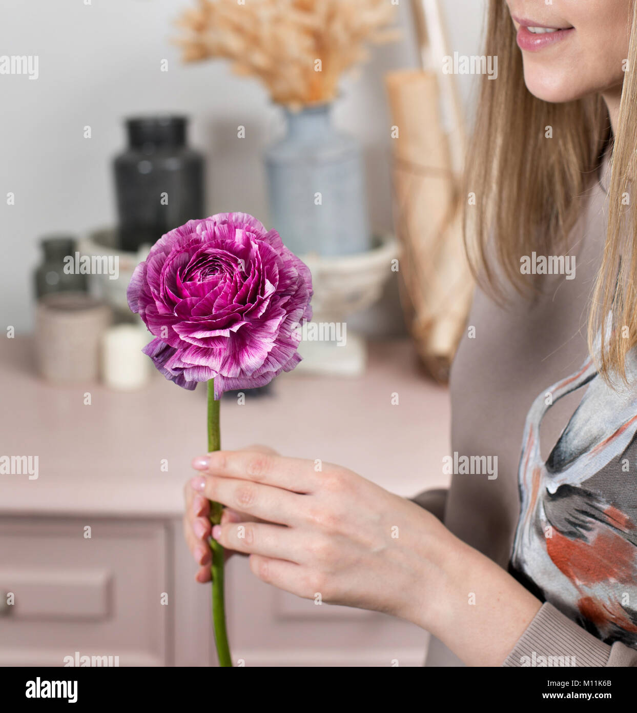 Delicate female hands holding a purple ranunculus flower. Pink chest of ...