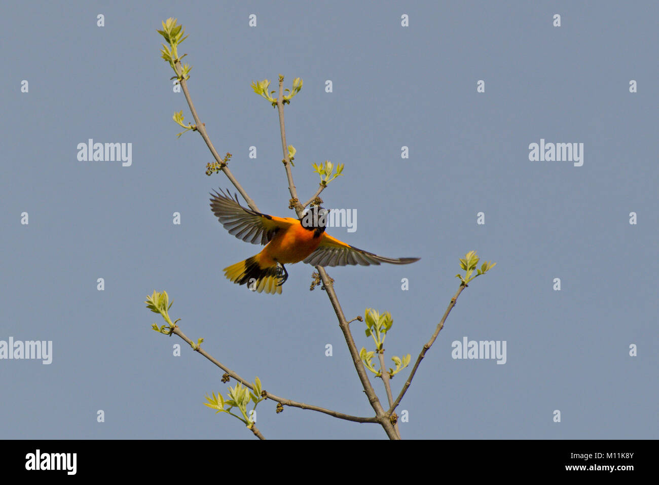 Oriole in flight hi-res stock photography and images - Alamy