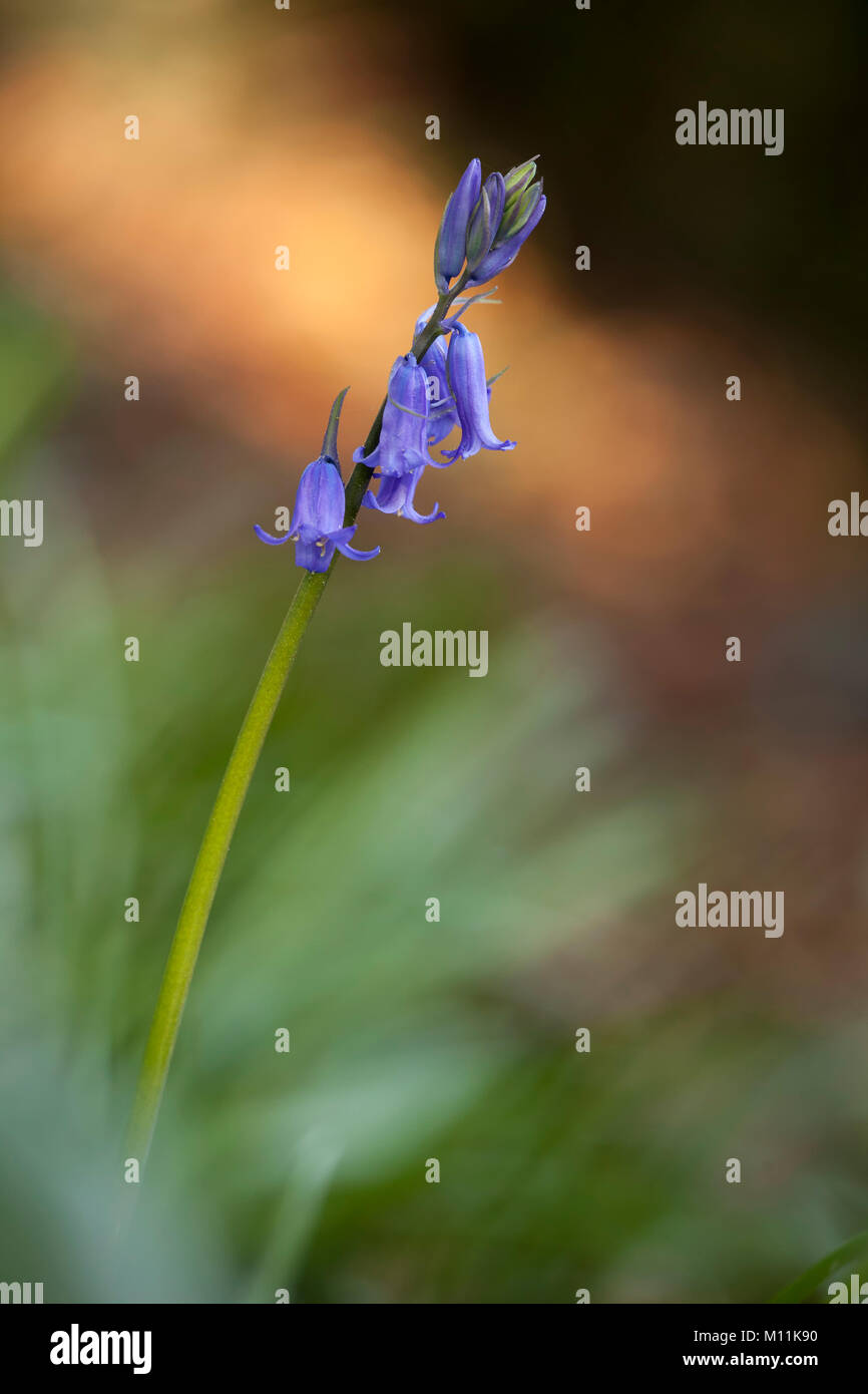A lone Bluebell (Hyacinthoides non-scripta) growing in woodland. Cahir ...