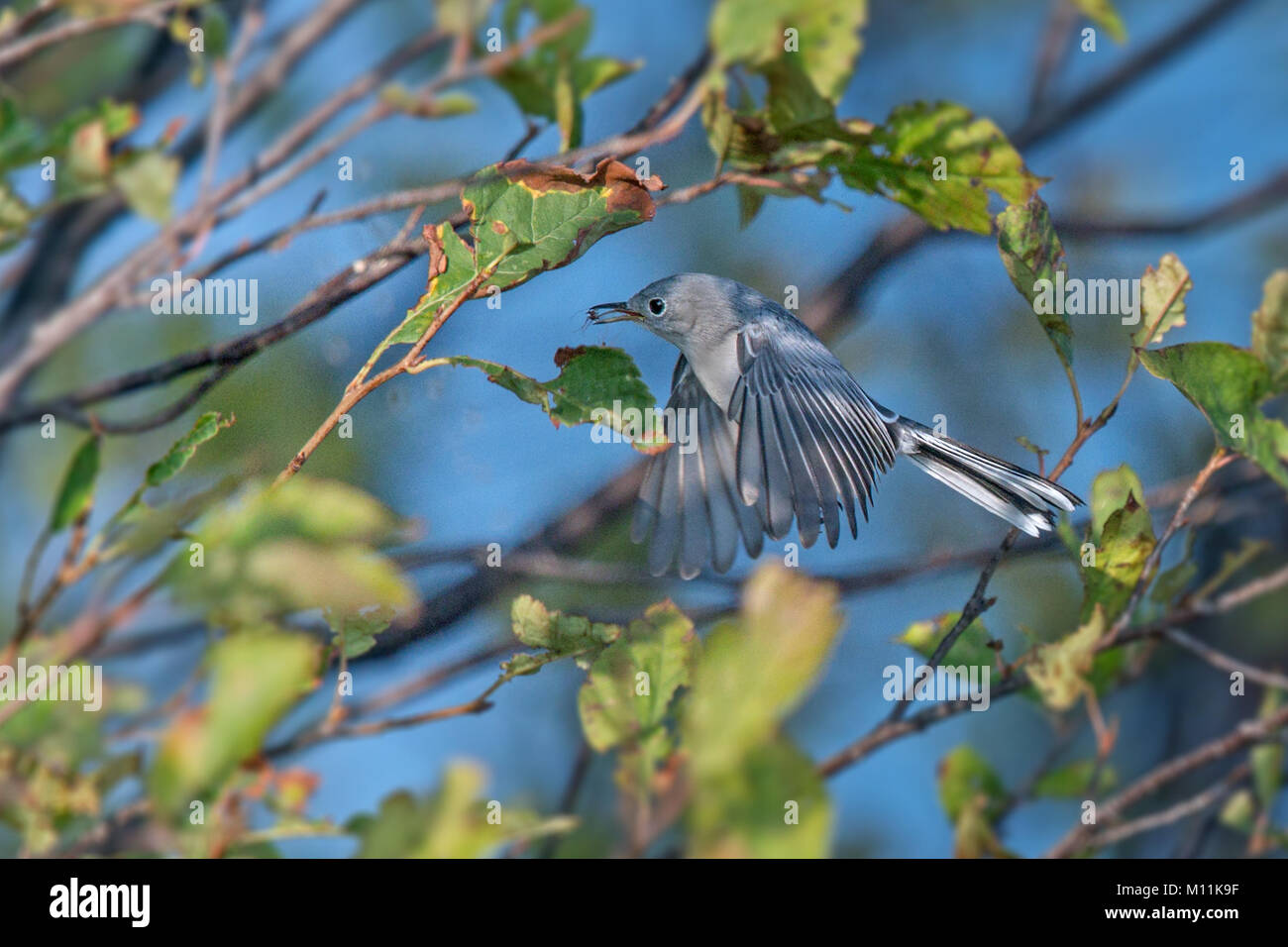 Blue-gray Gnatcatcher catching gnat • Sterling Nature Center, Sterling ...