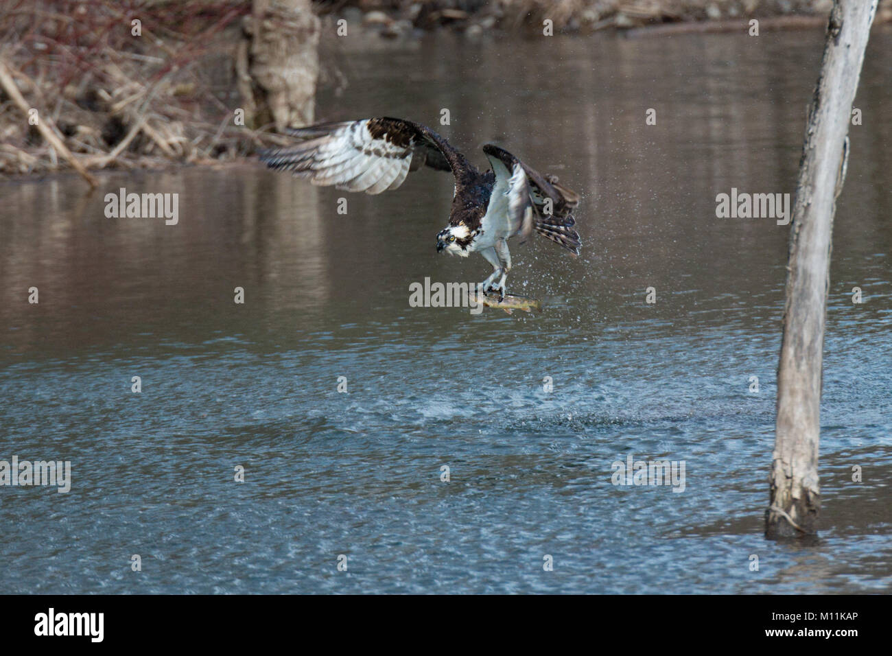 Osprey catches rainbow trout • Toad Hollow, Cedarvale NY • 2013 Stock ...