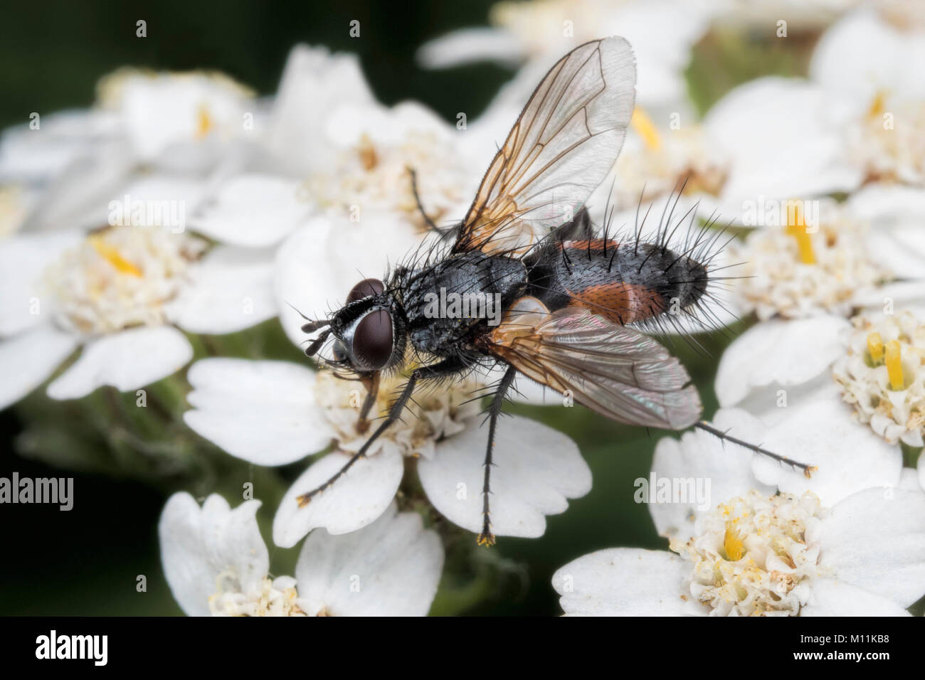 Tachinid Fly (Eriothrix rufomaculata) with its wings open resting on a ...