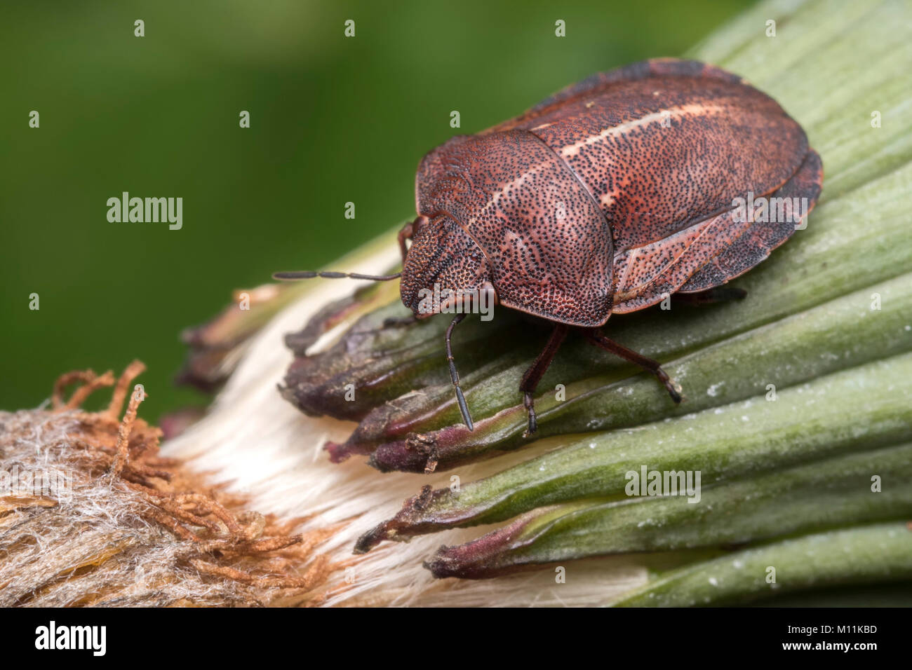 Detailed tortoise hi-res stock photography and images - Alamy