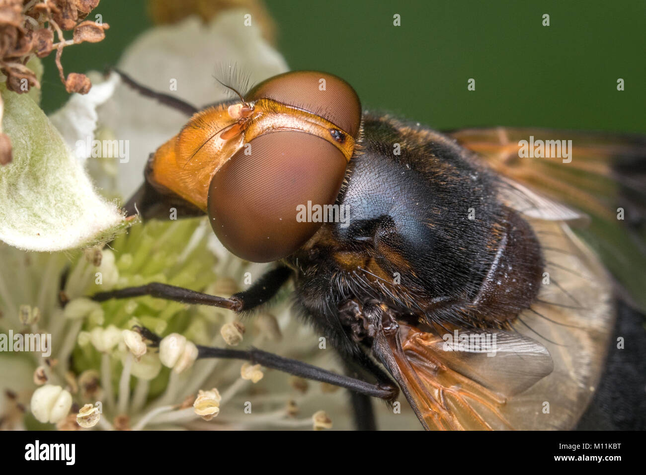 Large Pied-Hoverfly (Volucella pellucens) close up photo of its head ...