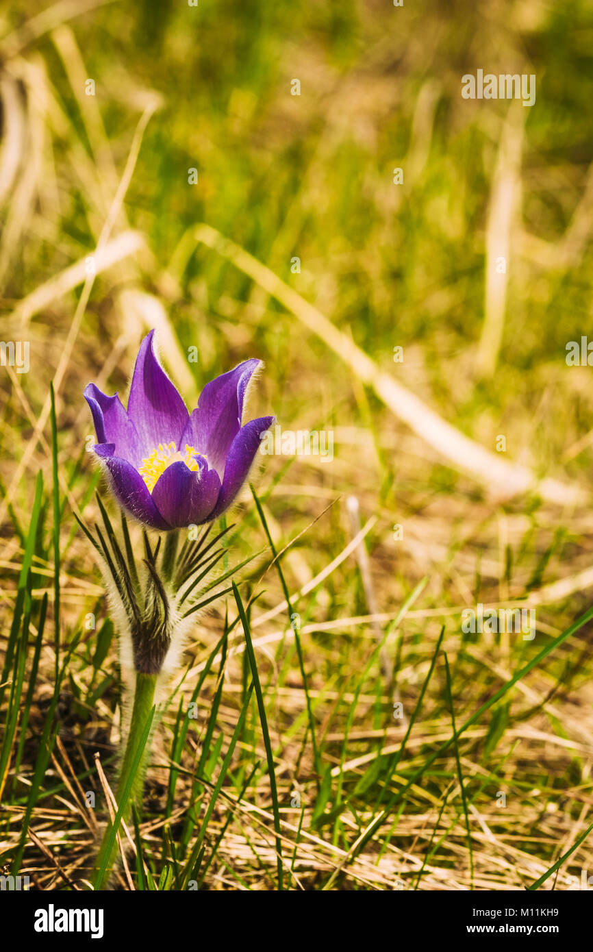 Single purple forest wild pasque-flower(Pulsatilla vulgaris). Focus ...