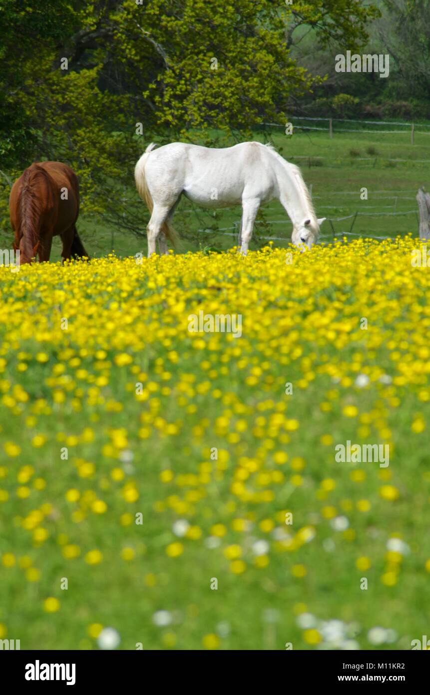 Traditional field stile hi-res stock photography and images - Alamy