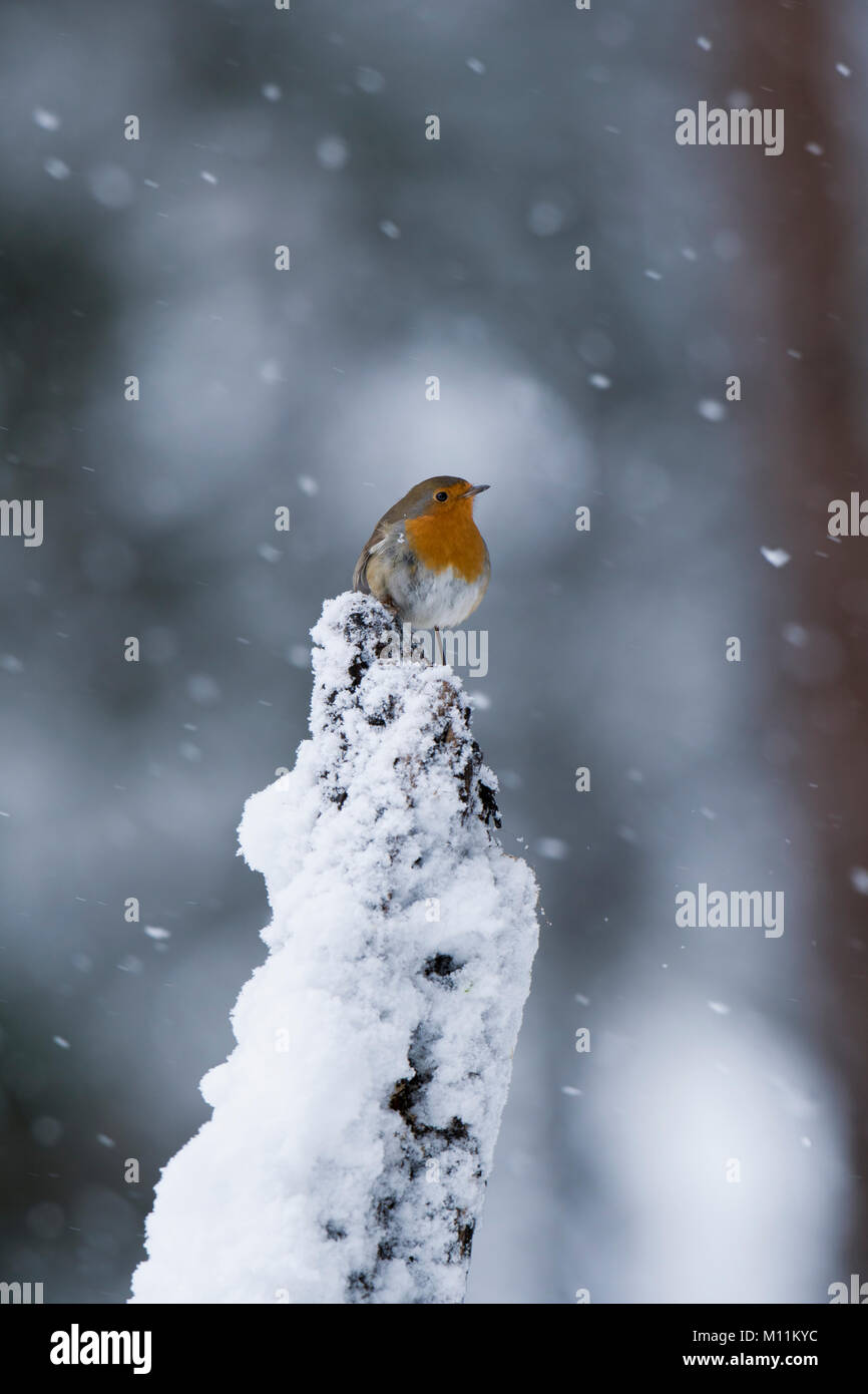 European Robin (Erithacus rubecula) in a garden in Scotland in snow ...