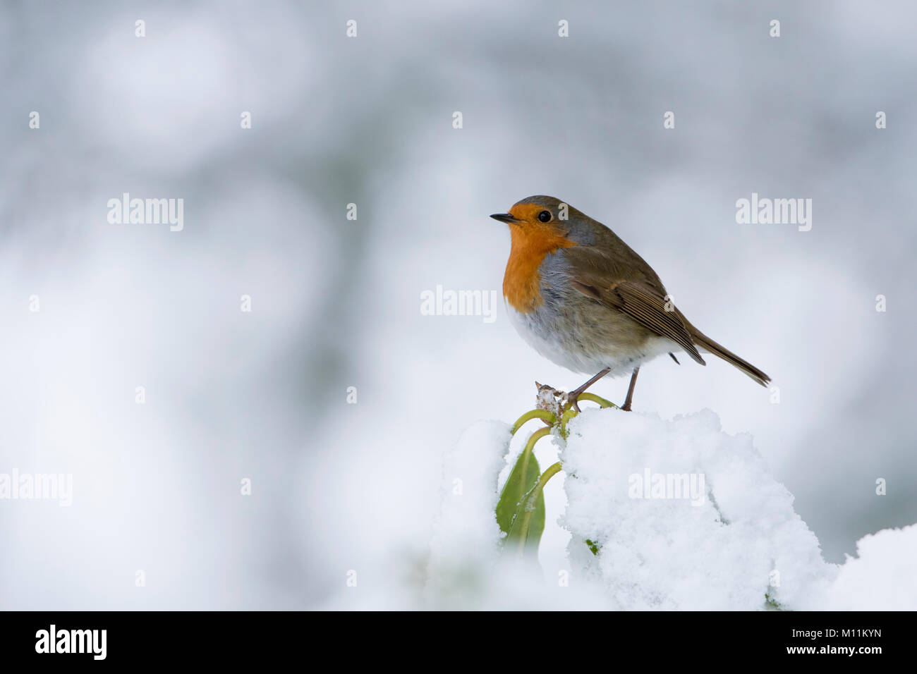 European Robin (Erithacus rubecula) in a garden in Scotland in snow ...