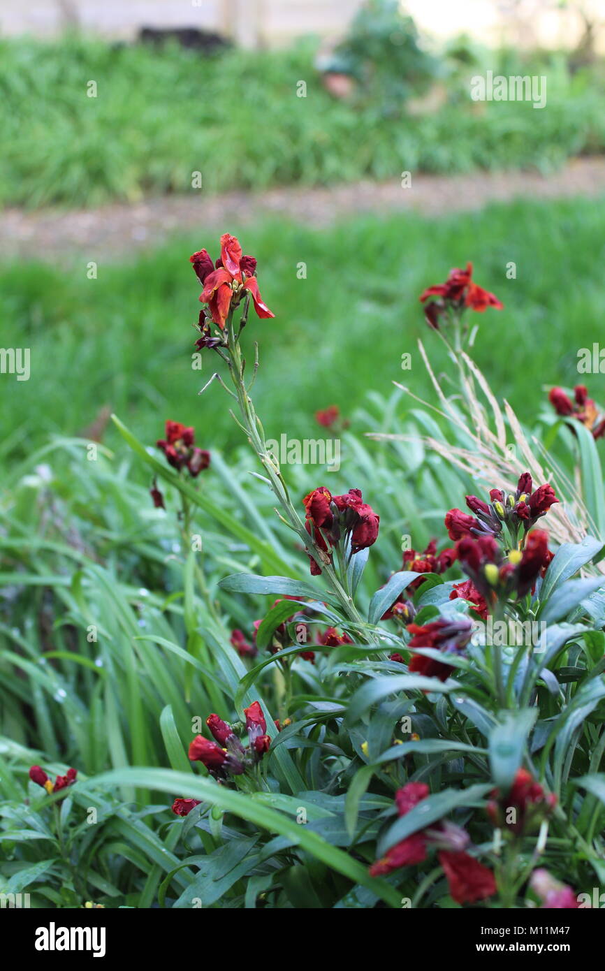 Dark red snapdragons hi-res stock photography and images - Alamy