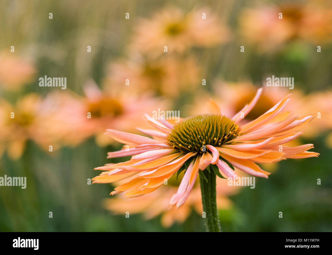 Big petal flowers hi-res stock photography and images - Alamy