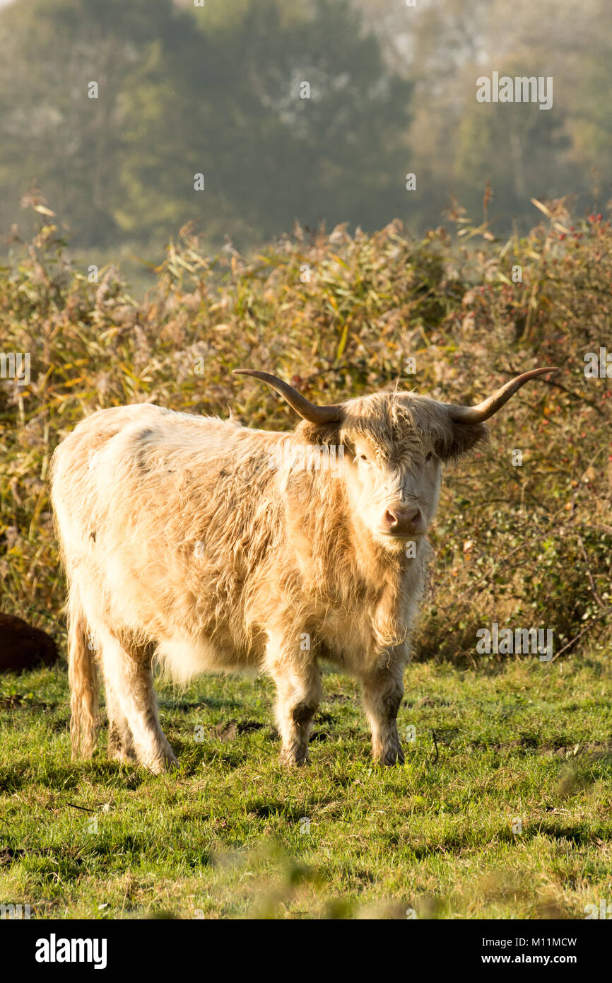 Longhorn Bull in a Suffolk Field Stock Photo - Alamy