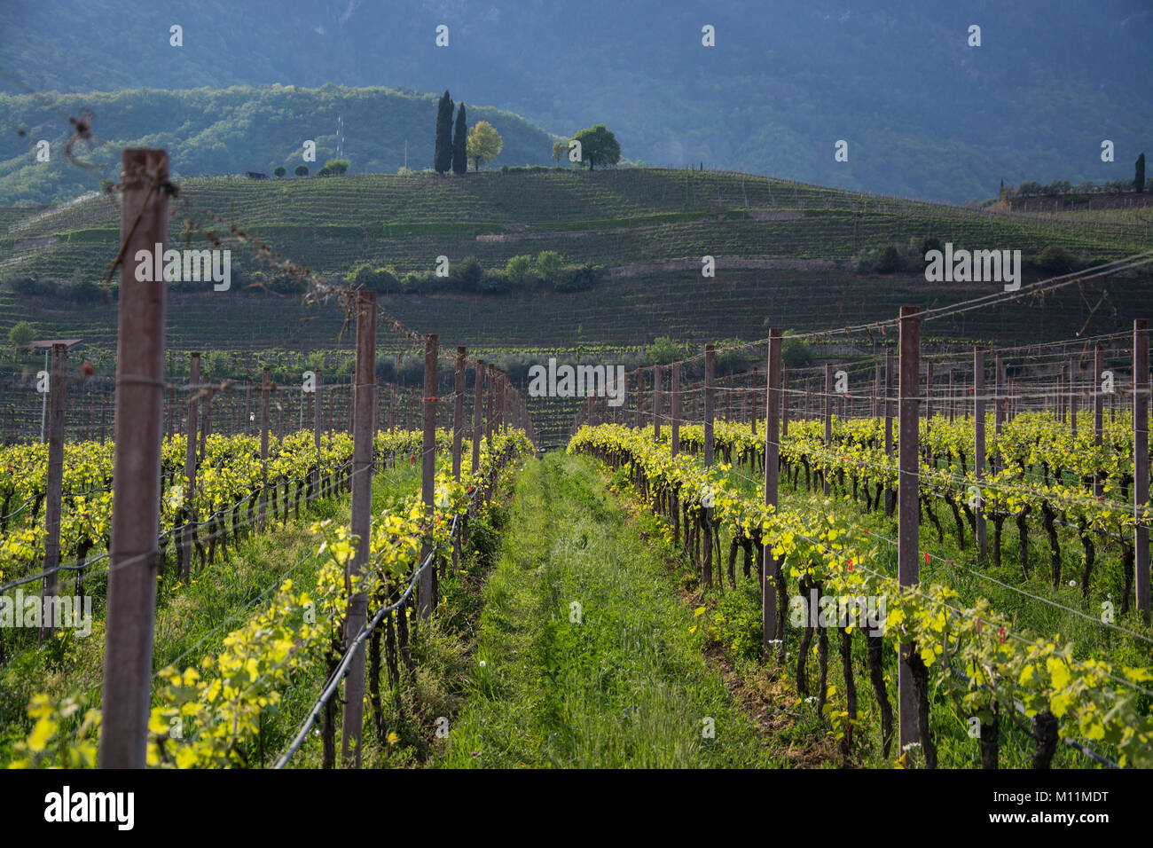 Wine grape at the Lake Kaltern, Italian Lago di Caldaro, a lake in the ...