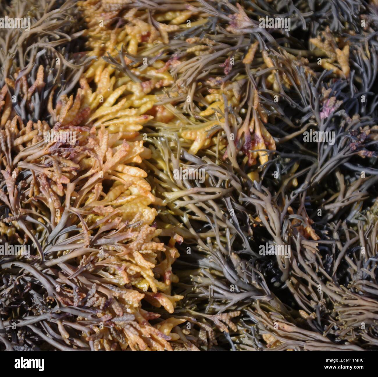 Inner coastal zone hi-res stock photography and images - Alamy