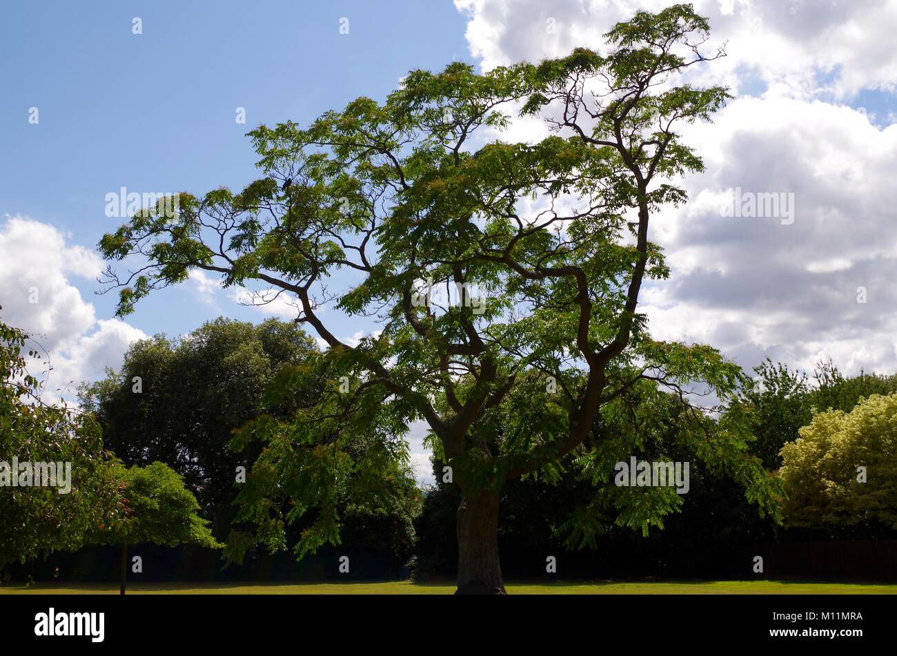 Wonford House Hospital and Grounds, 1869, NHS, Exeter, Devon, UK ...