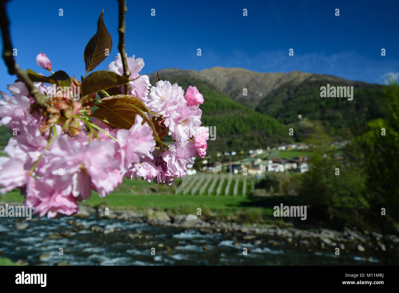 Caldes is a comune in Trentino in northern Italy Stock Photo - Alamy