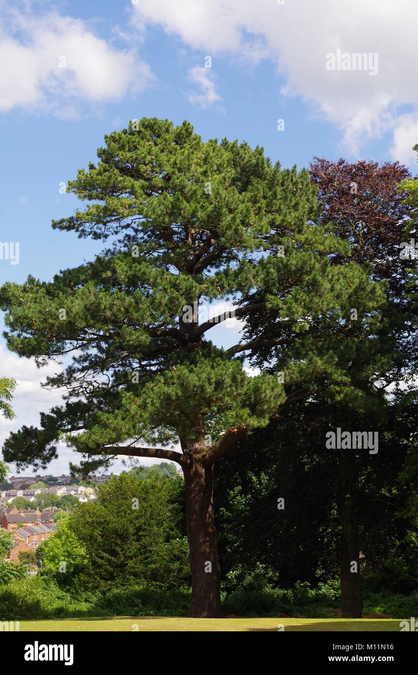 Victorian house pine trees hi-res stock photography and images - Alamy