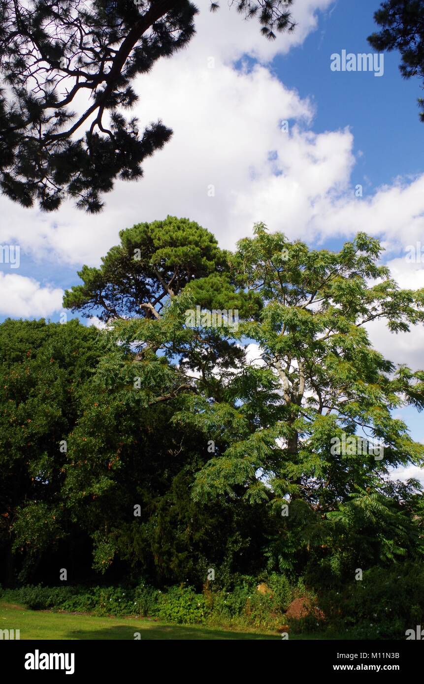 Scots Pine Tree in the Garden of Wonford House Hospital and Grounds ...