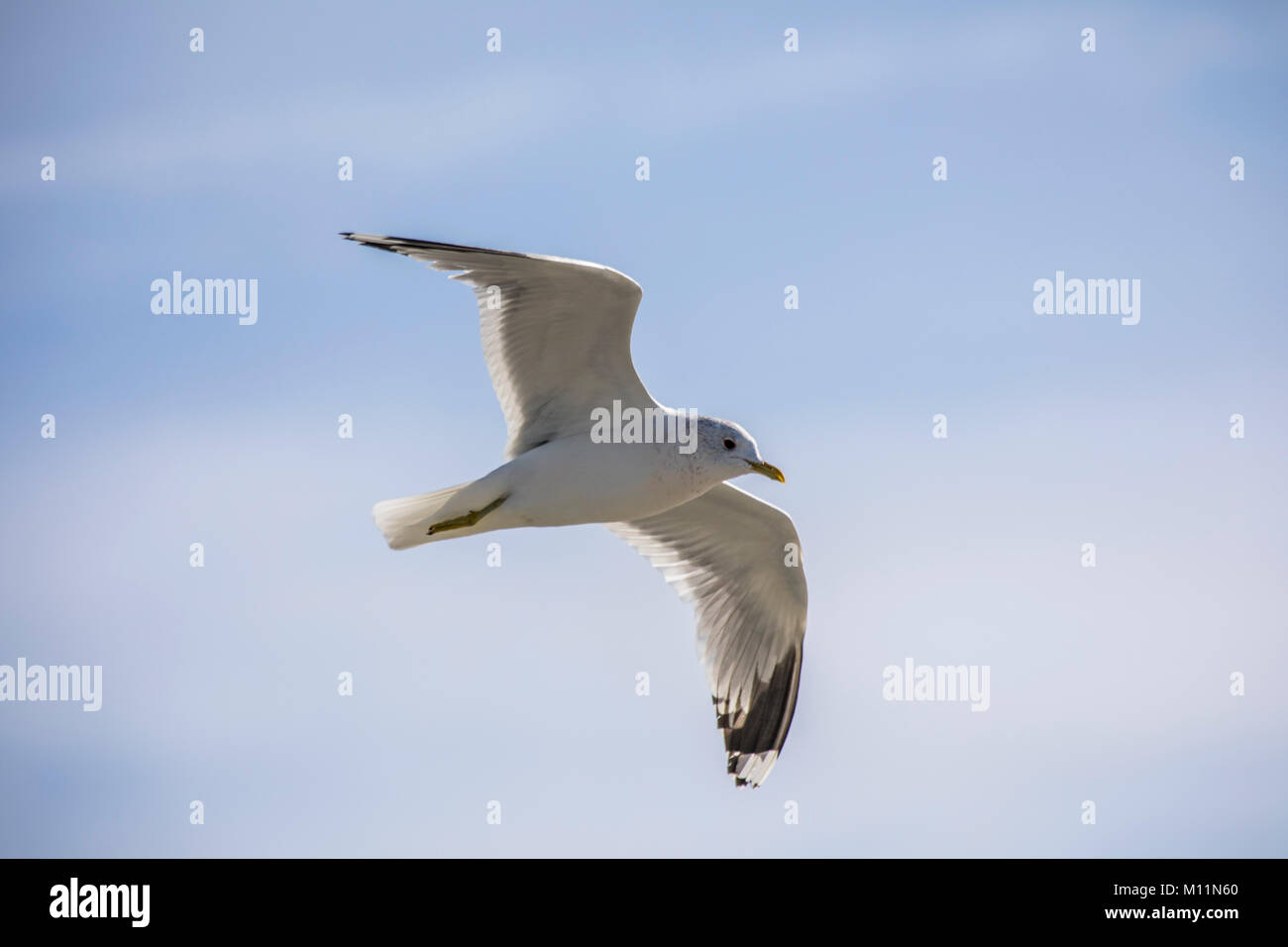 Seagulls in flight hi-res stock photography and images - Alamy