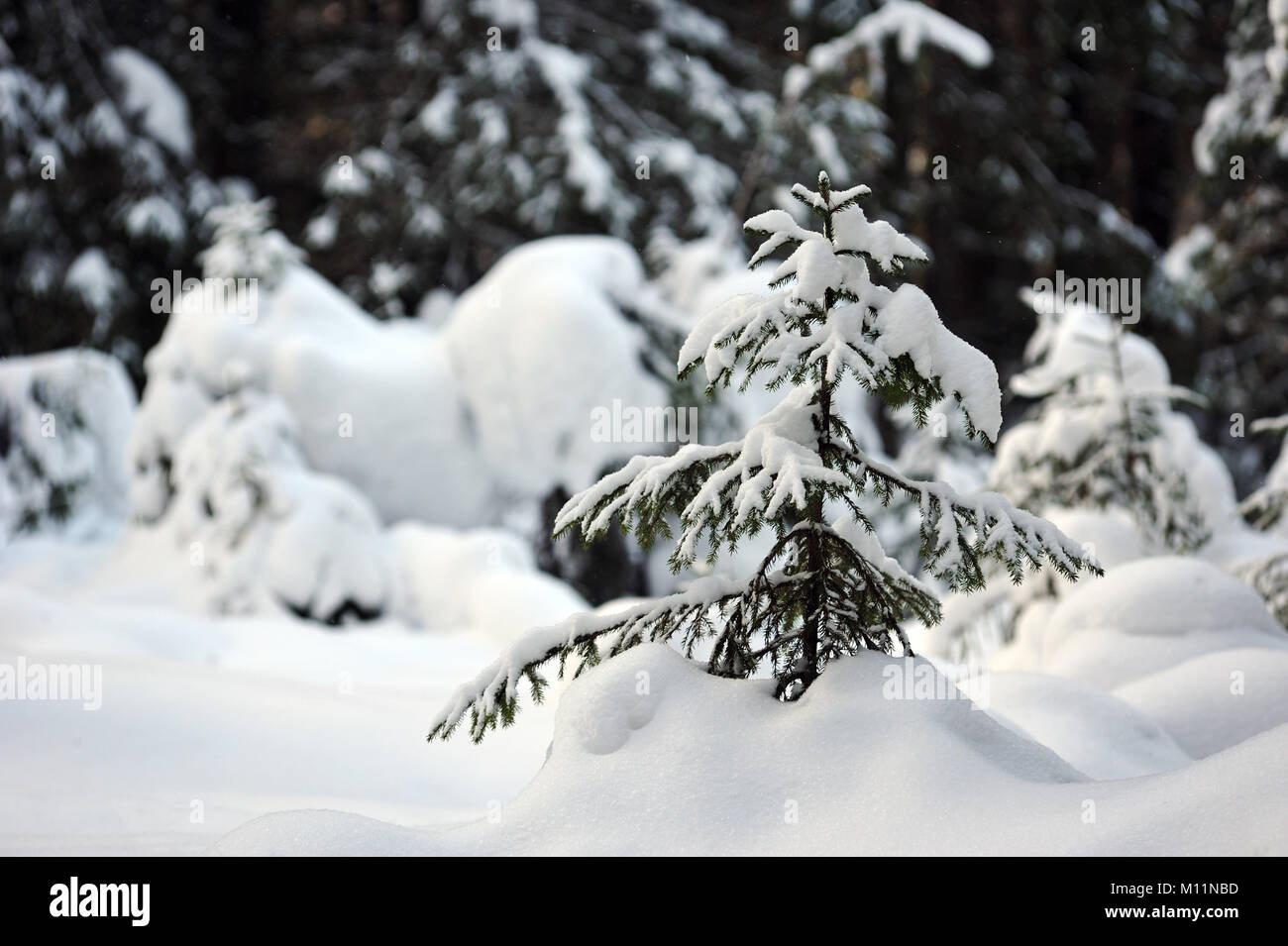 Trees in the wintery forest covered with huge snow caps Stock Photo - Alamy