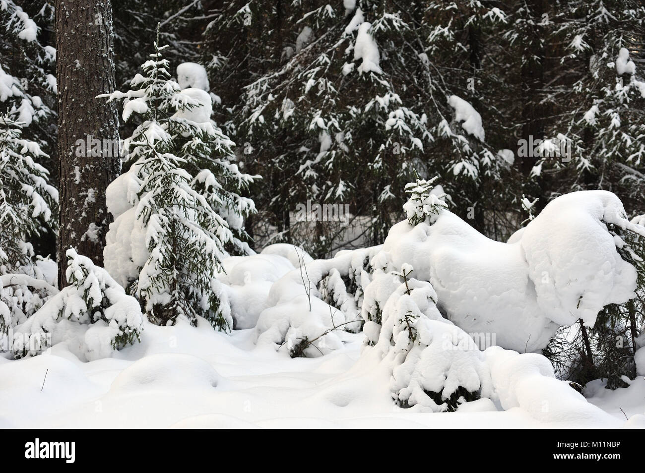 Trees in the wintery forest covered with huge snow caps Stock Photo - Alamy