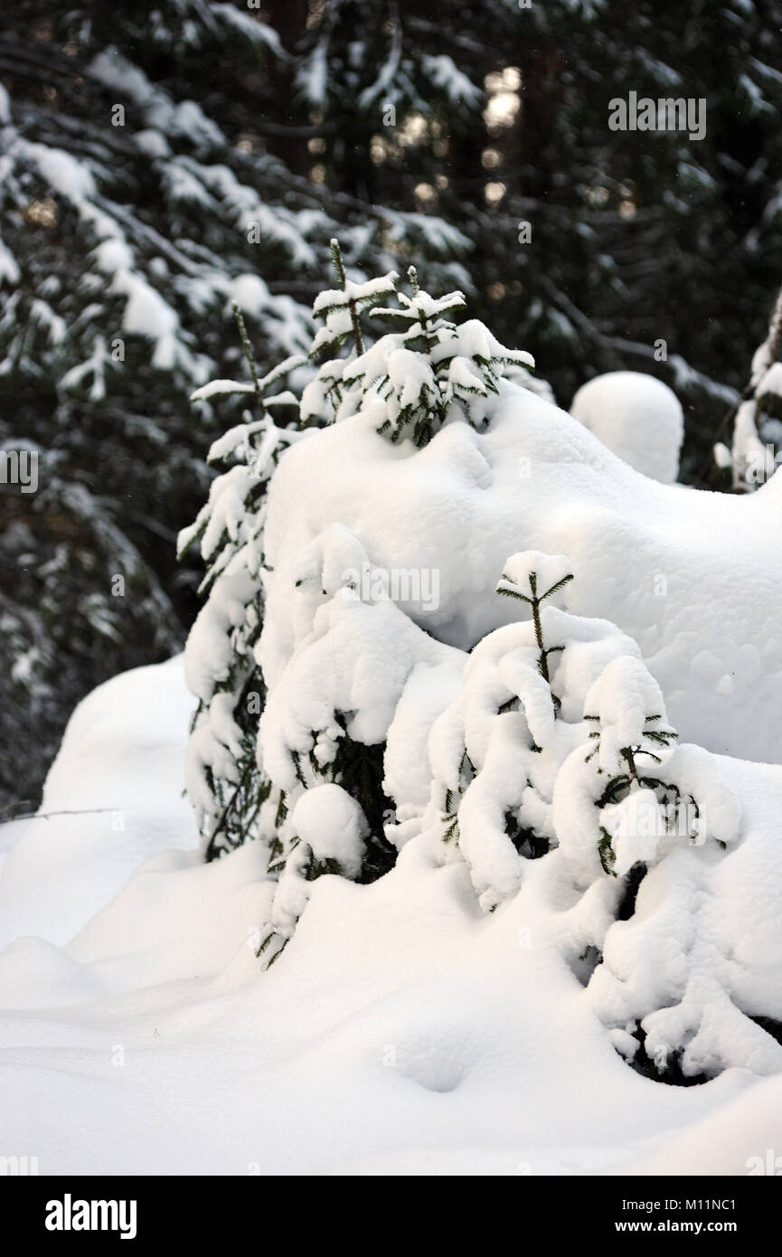 Trees in the wintery forest covered with huge snow caps Stock Photo - Alamy