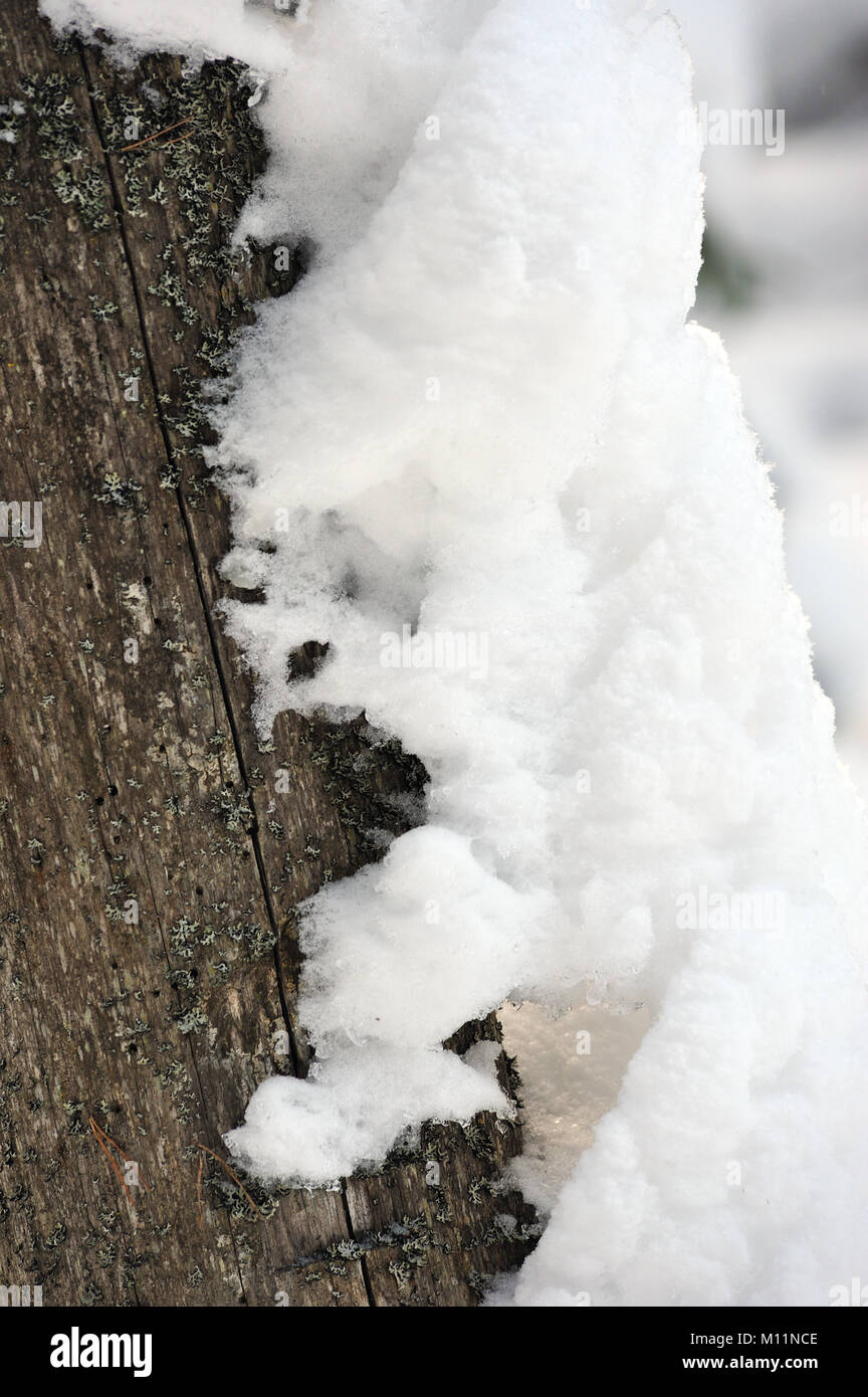 The bark of old dried trees covered with huge of snow Stock Photo - Alamy