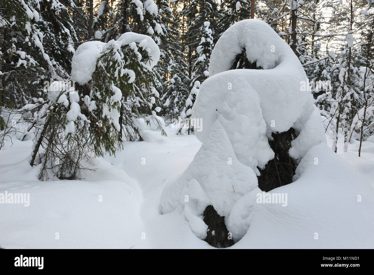 Trees in the wintery forest covered with huge snow caps Stock Photo - Alamy
