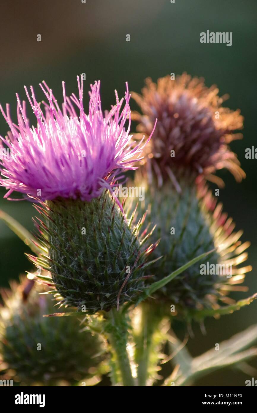 Scottish National Flower High Resolution Stock Photography and Images ...