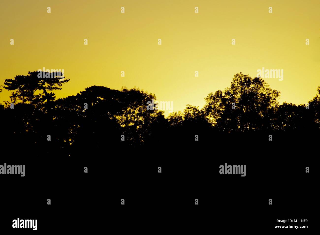 Golden Cloudless Orange Sunset, Silhouetting Treeline. Ludwell Valley ...