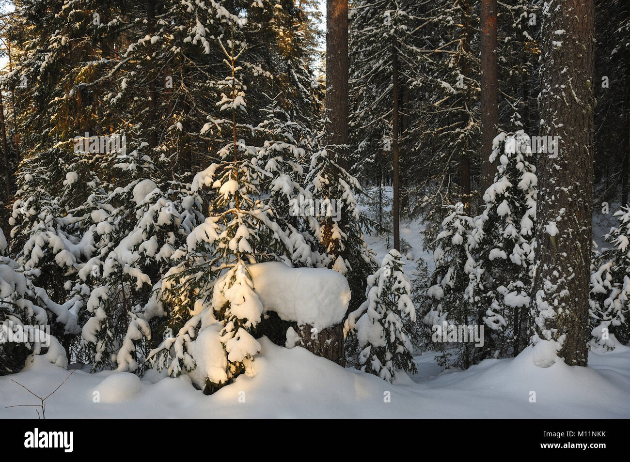 Trees in the wintery forest covered with huge snow caps Stock Photo - Alamy