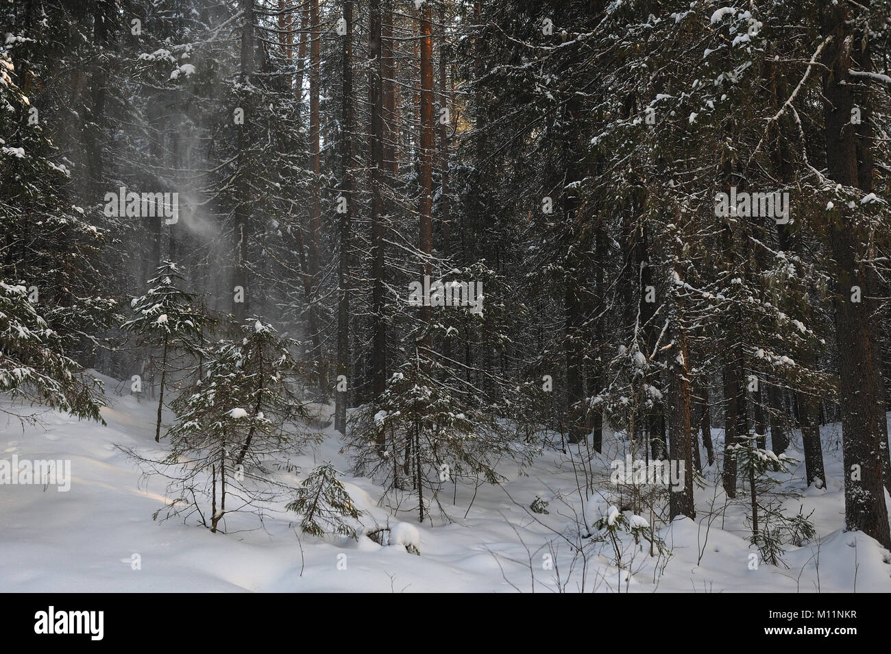 Falling snow in fir forest hi-res stock photography and images - Alamy